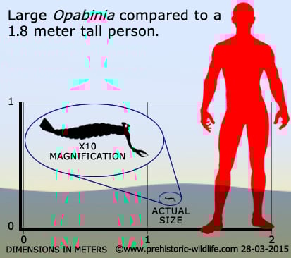 Opabinia Size