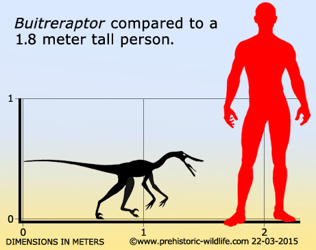 Buitreraptor