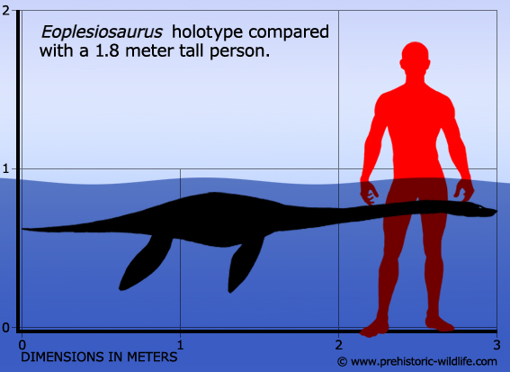 Plesiosaur Size Comparison