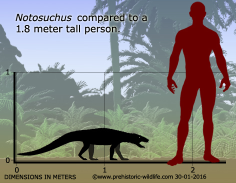 Notosuchus
