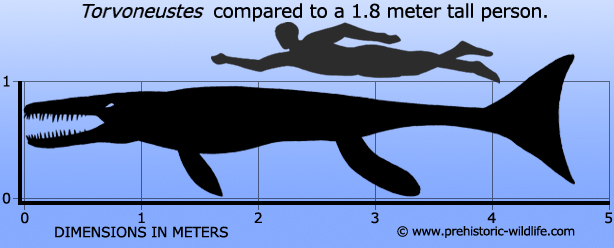 Dakosaurus Size