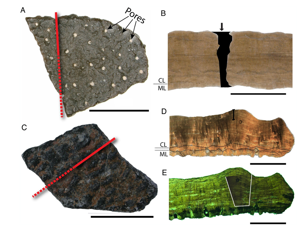 Eggs of Dinosaur and First Ancient Relative of Crocodile Found In UTAH ...