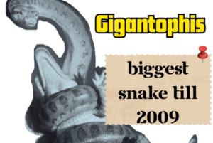 Top 10 Extinct Snakes (+ Jaw Dropping Facts You Don't Know ...