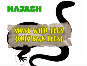 Top 10 Extinct Snakes (+ Jaw Dropping Facts You Don't Know ...