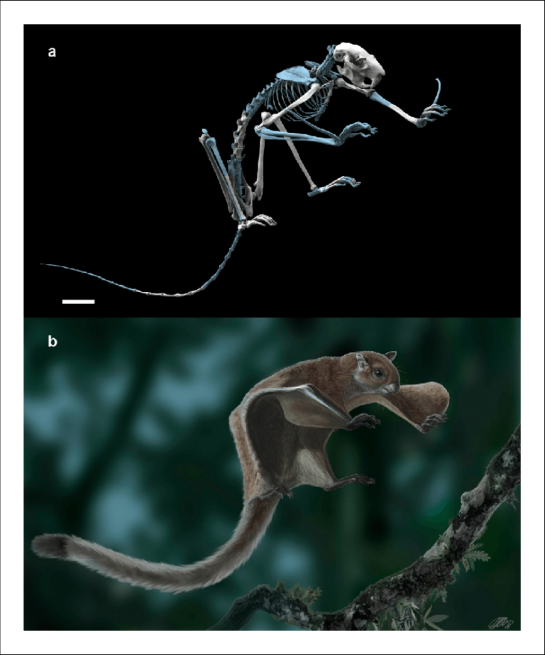 Giant Flying Squirrel ,Their Survival Efforts Will Make You CRY ...