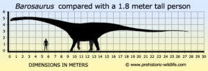 20 Long Neck Dinosaurs - Detailed Size Comparison - Prehistoric-Wildlife