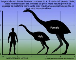The Moa Birds of New Zealand - Prehistoric-Wildlife