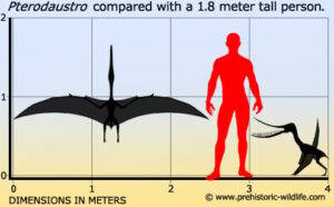 Top‭ ‬10‭ ‬Standout Pterosaurs - Prehistoric-Wildlife