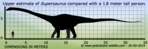 20 Long Neck Dinosaurs - Detailed Size Comparison - Prehistoric-Wildlife